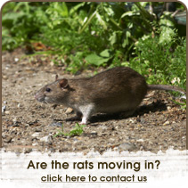 Pest control, wasp control, wasp nest removal, (Bournemouth ...